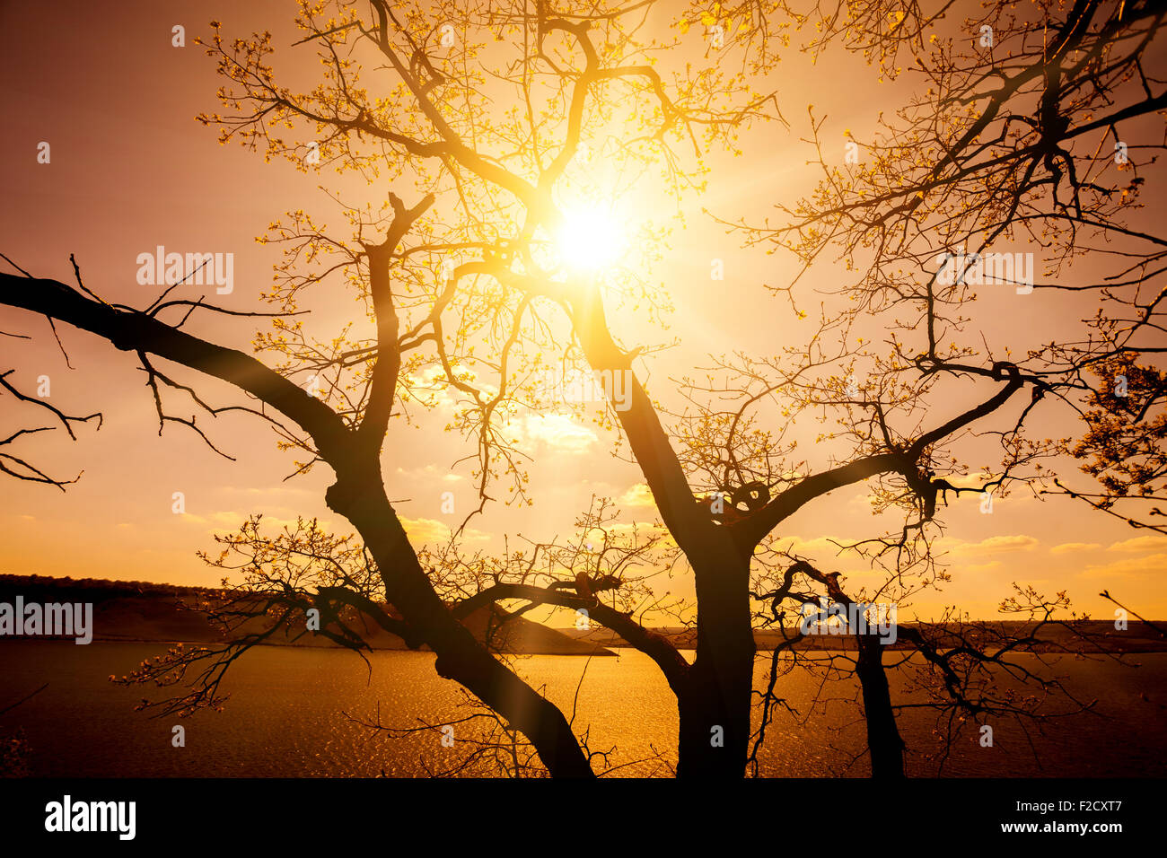 Tree with water in sunset Stock Photo - Alamy