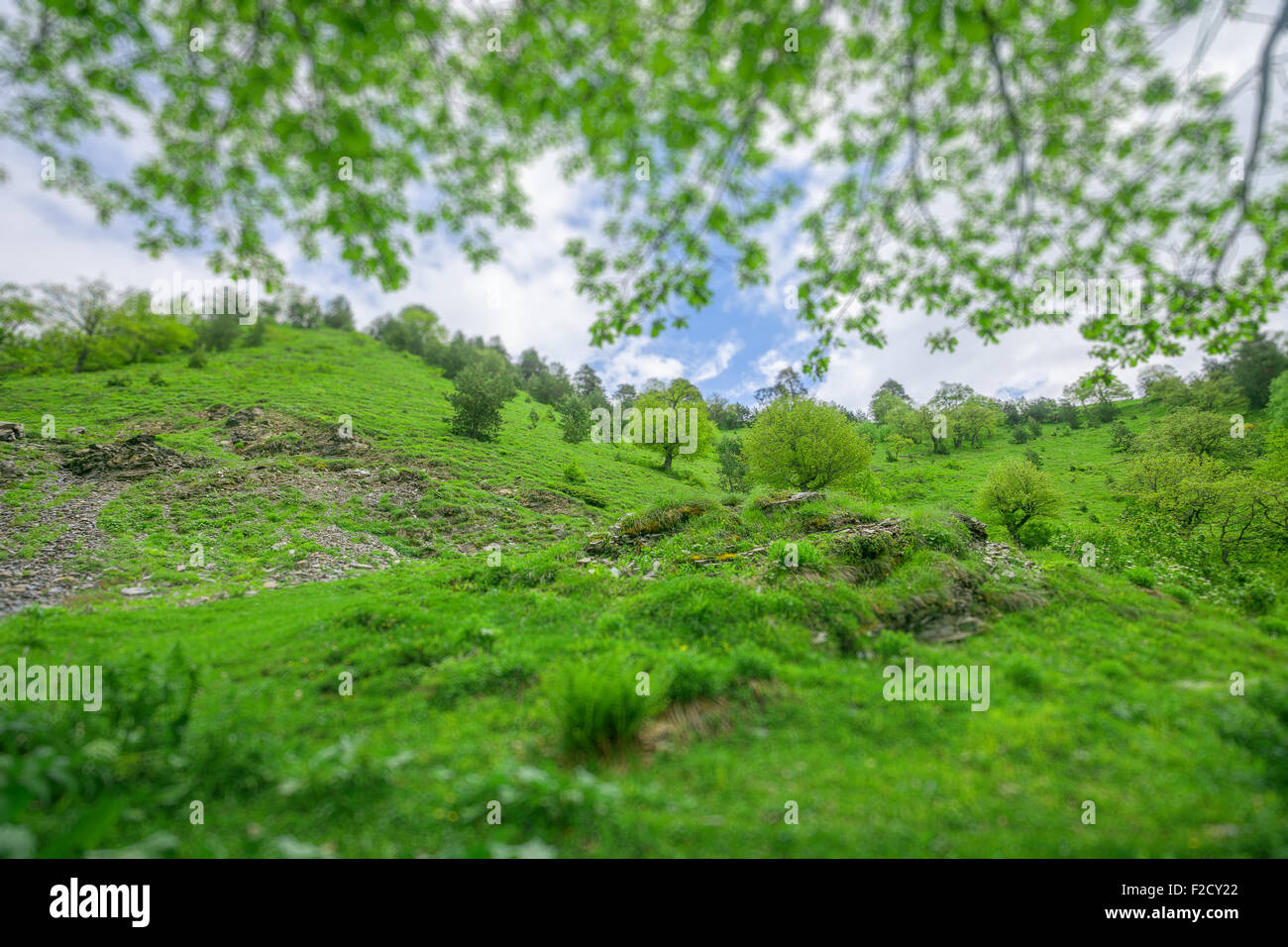 Green grass with trees Stock Photo - Alamy
