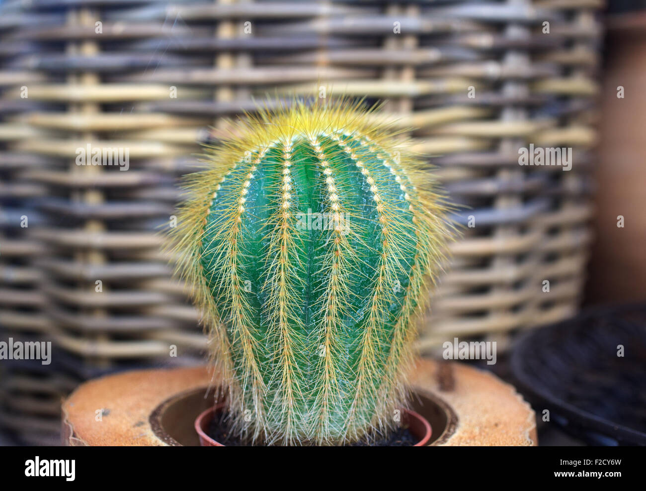 Photo of little cactus plant in a flower shop Stock Photo - Alamy
