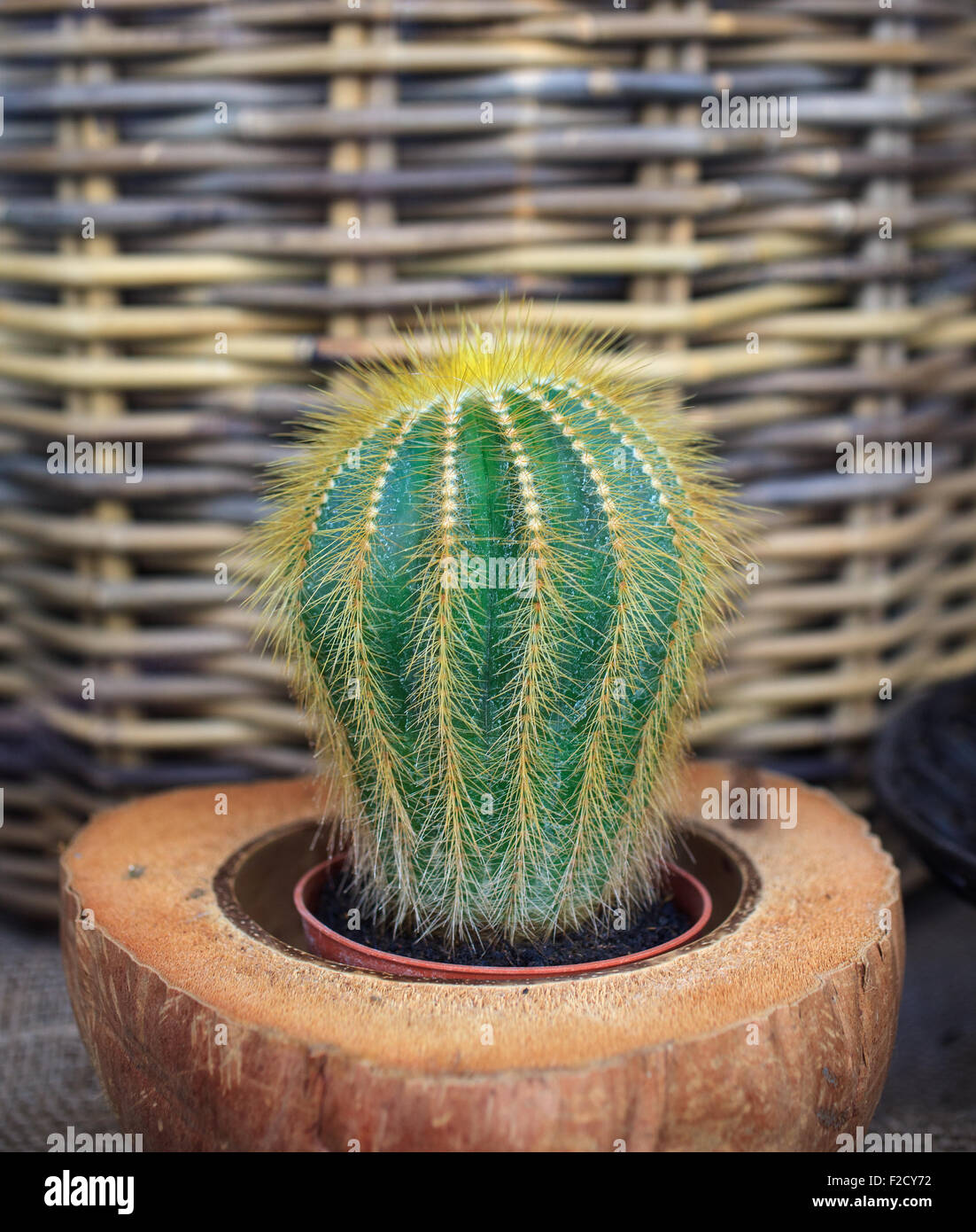 Photo of little cactus plant in a flower shop Stock Photo - Alamy