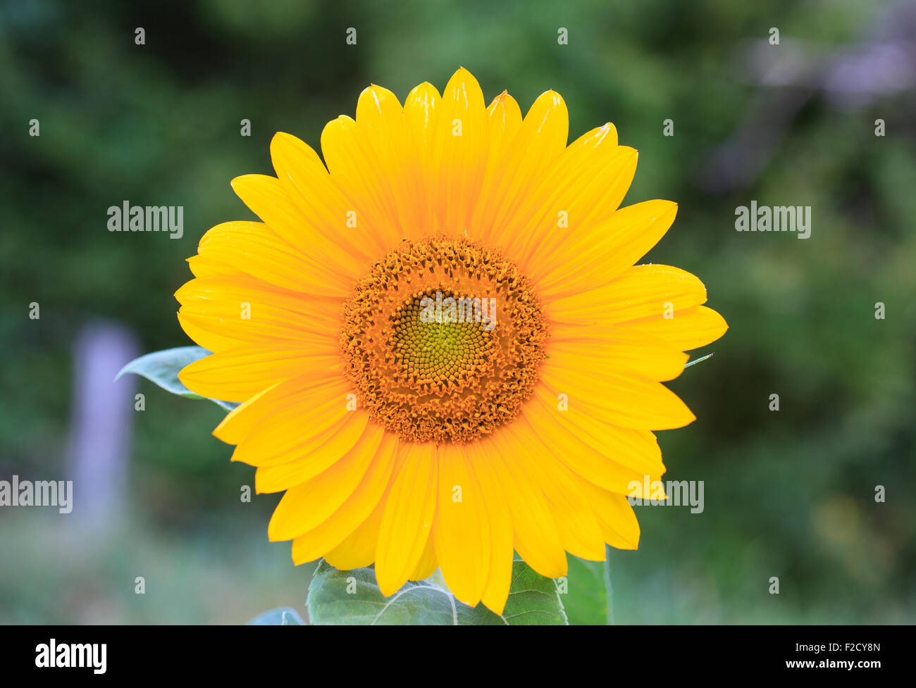 Close up of yellow flower Stock Photo - Alamy