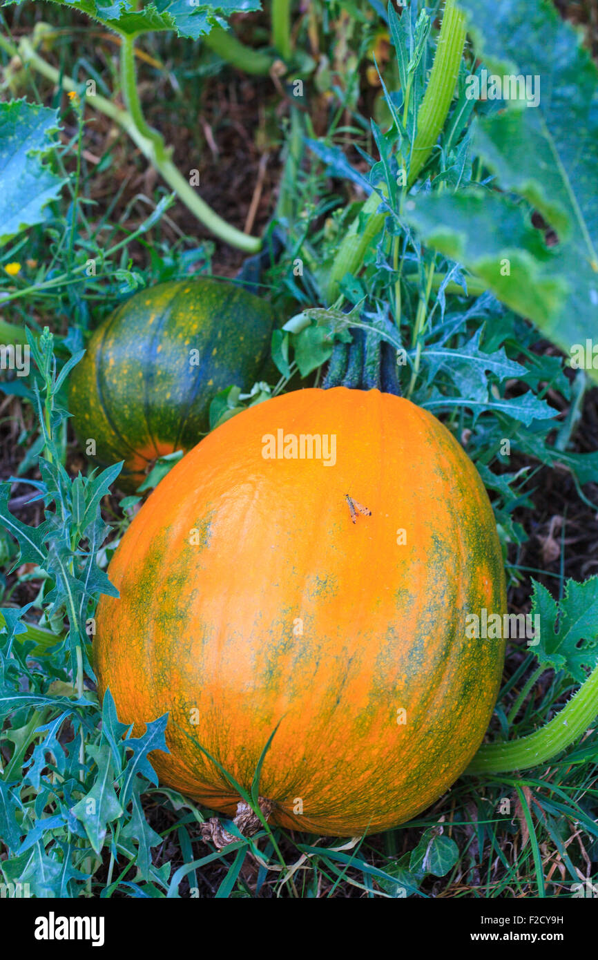 Close up of biological pumpkins in the field Stock Photo - Alamy