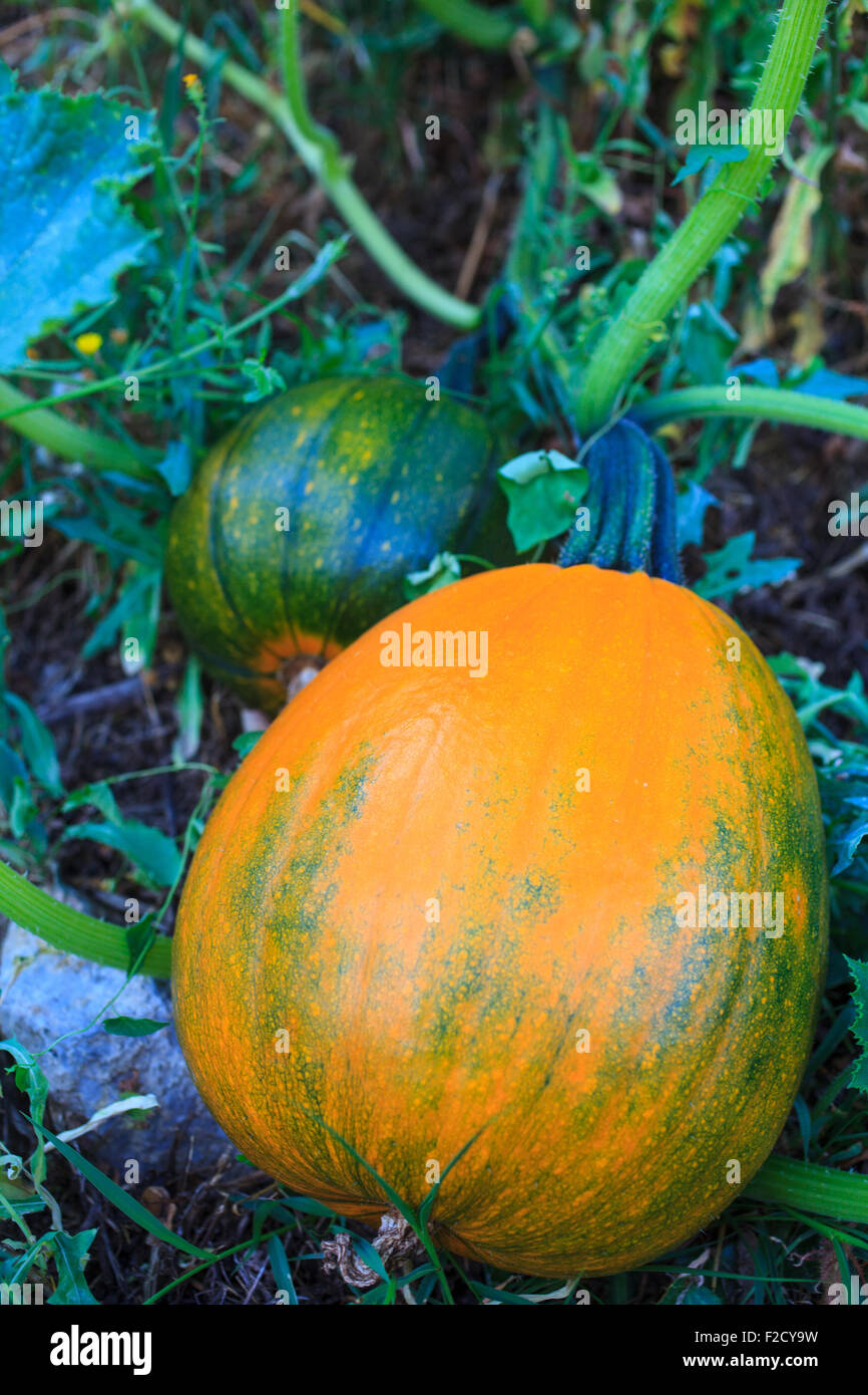 Close up of biological pumpkins in the field Stock Photo - Alamy