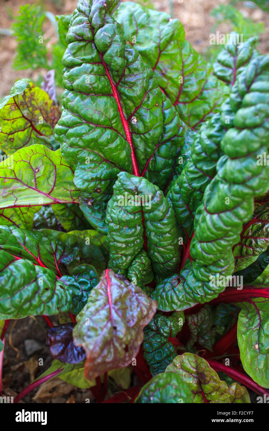 Chard leaves hi-res stock photography and images - Alamy