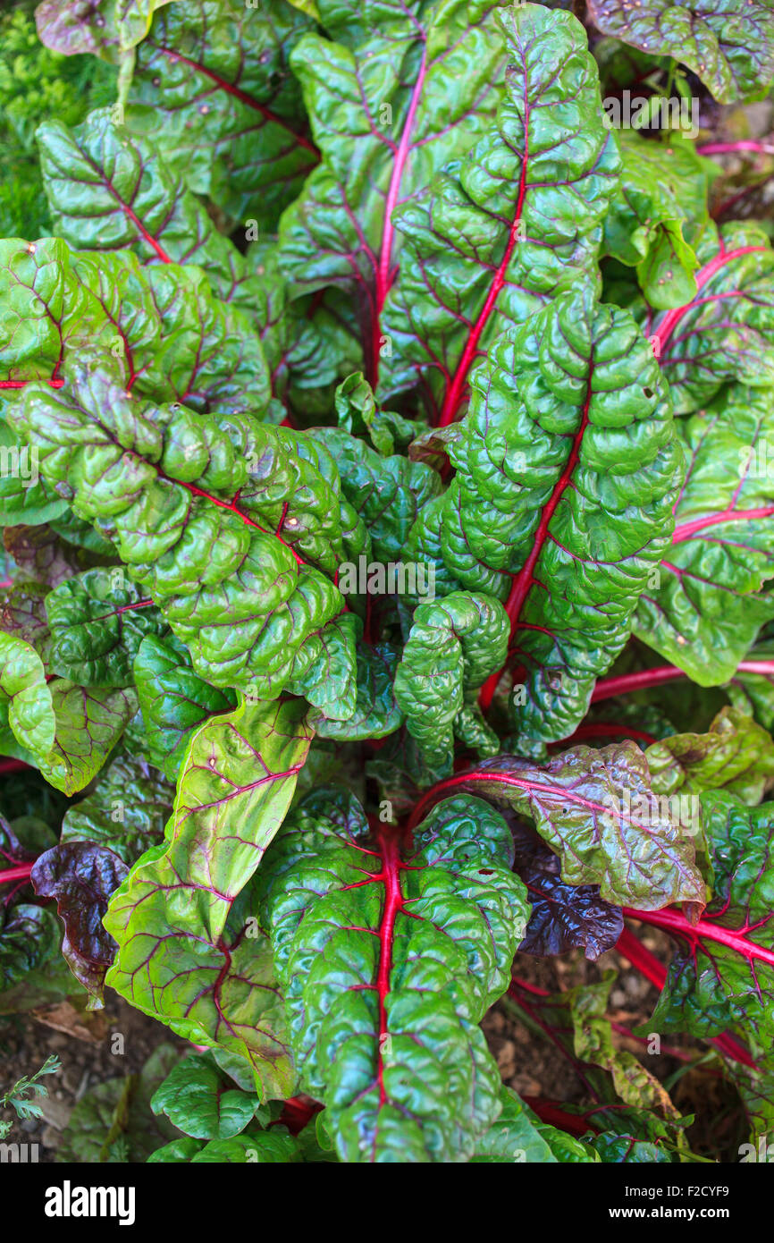 Close up of chard leaves in the field Stock Photo - Alamy