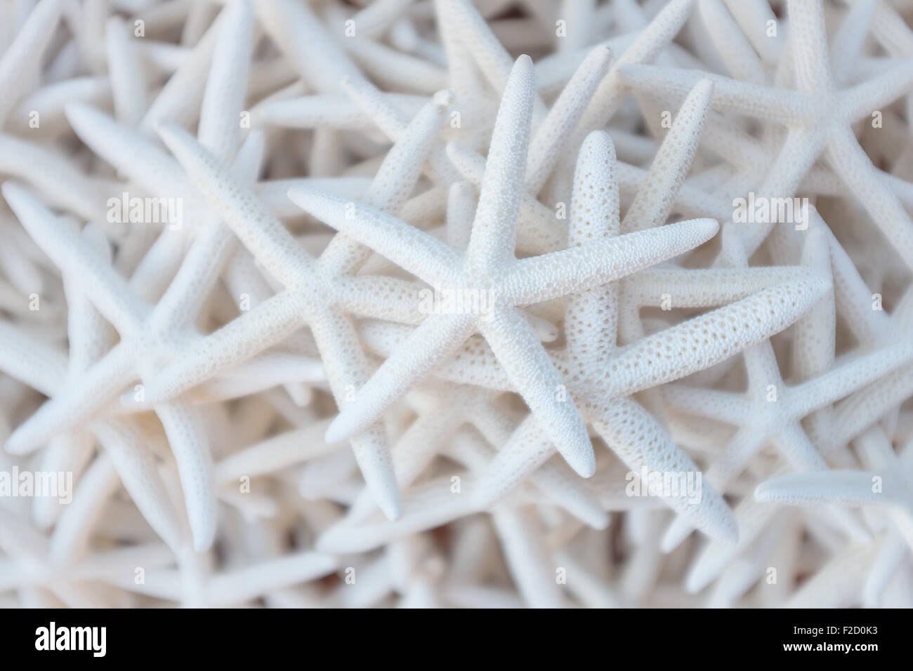 A group of white bright starfish shells arranged in a heap for carft ...