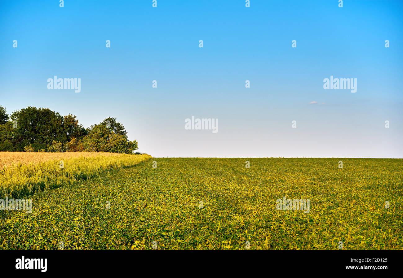 Green and yellow farm field over blue sky. Fall. Autumn. Harvesting ...