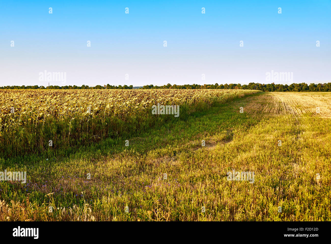 Green and yellow farm field over blue sky. Fall. Autumn. Harvesting ...