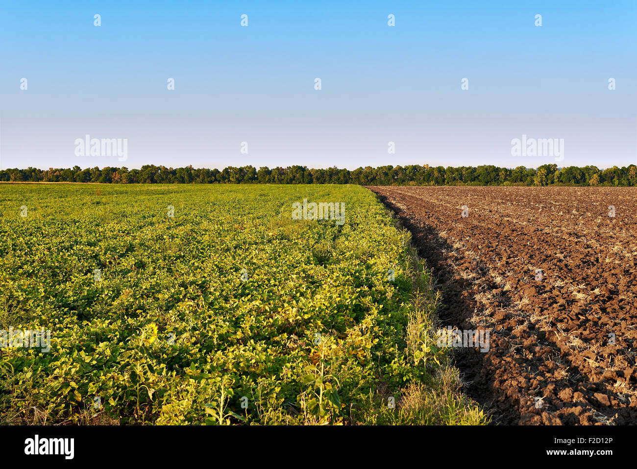 Green and yellow farm field over blue sky. Fall. Autumn. Harvesting ...