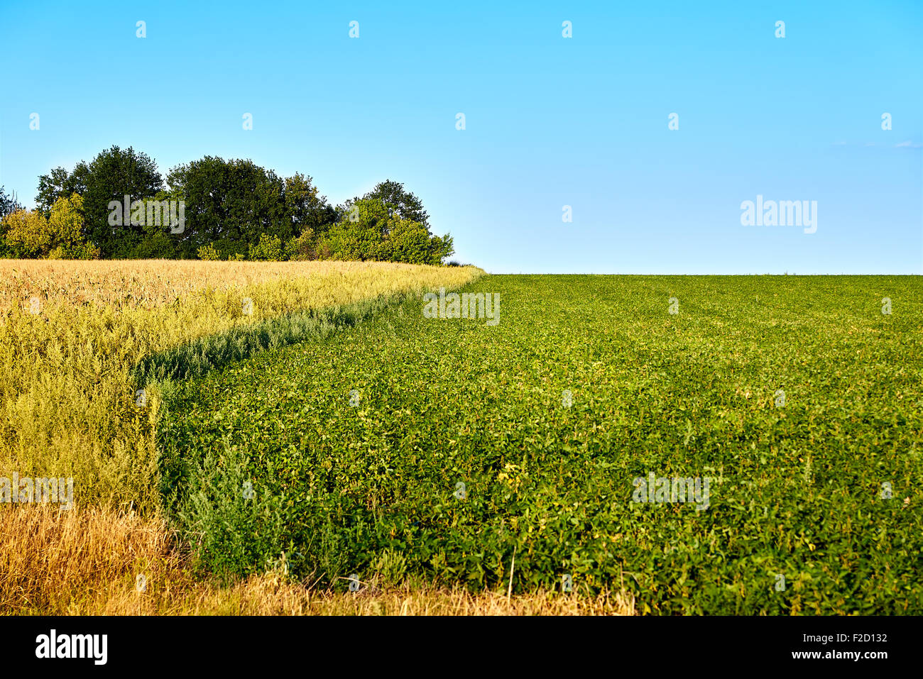 Green and yellow farm field over blue sky. Fall. Autumn. Harvesting ...