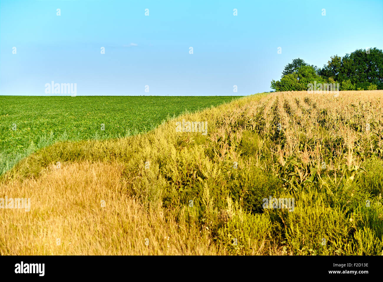 Green and yellow farm field over blue sky. Fall. Autumn. Harvesting ...