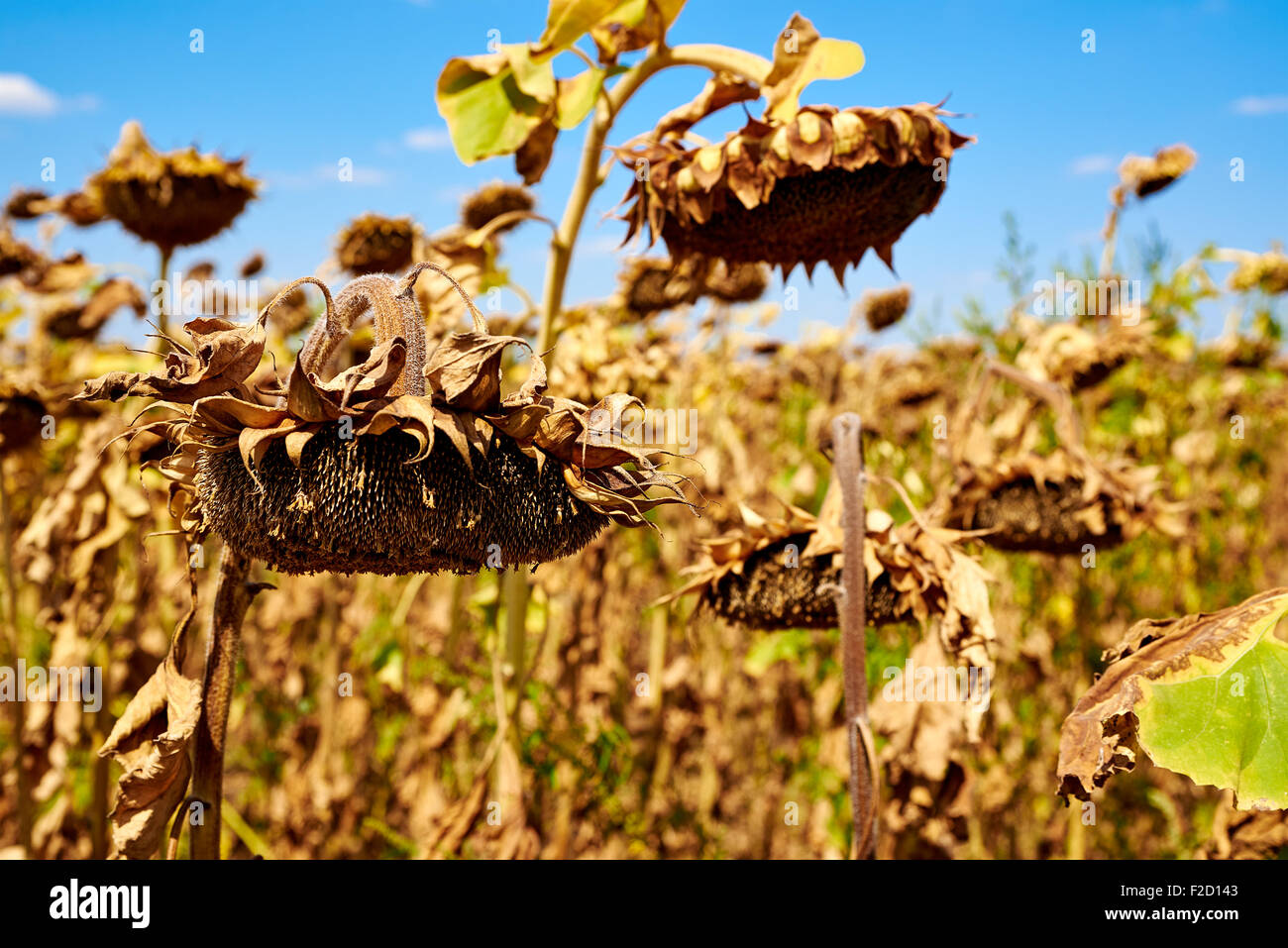 Ripe sunflower on the farm field. Harvesting. Autumn. Fall Stock Photo ...
