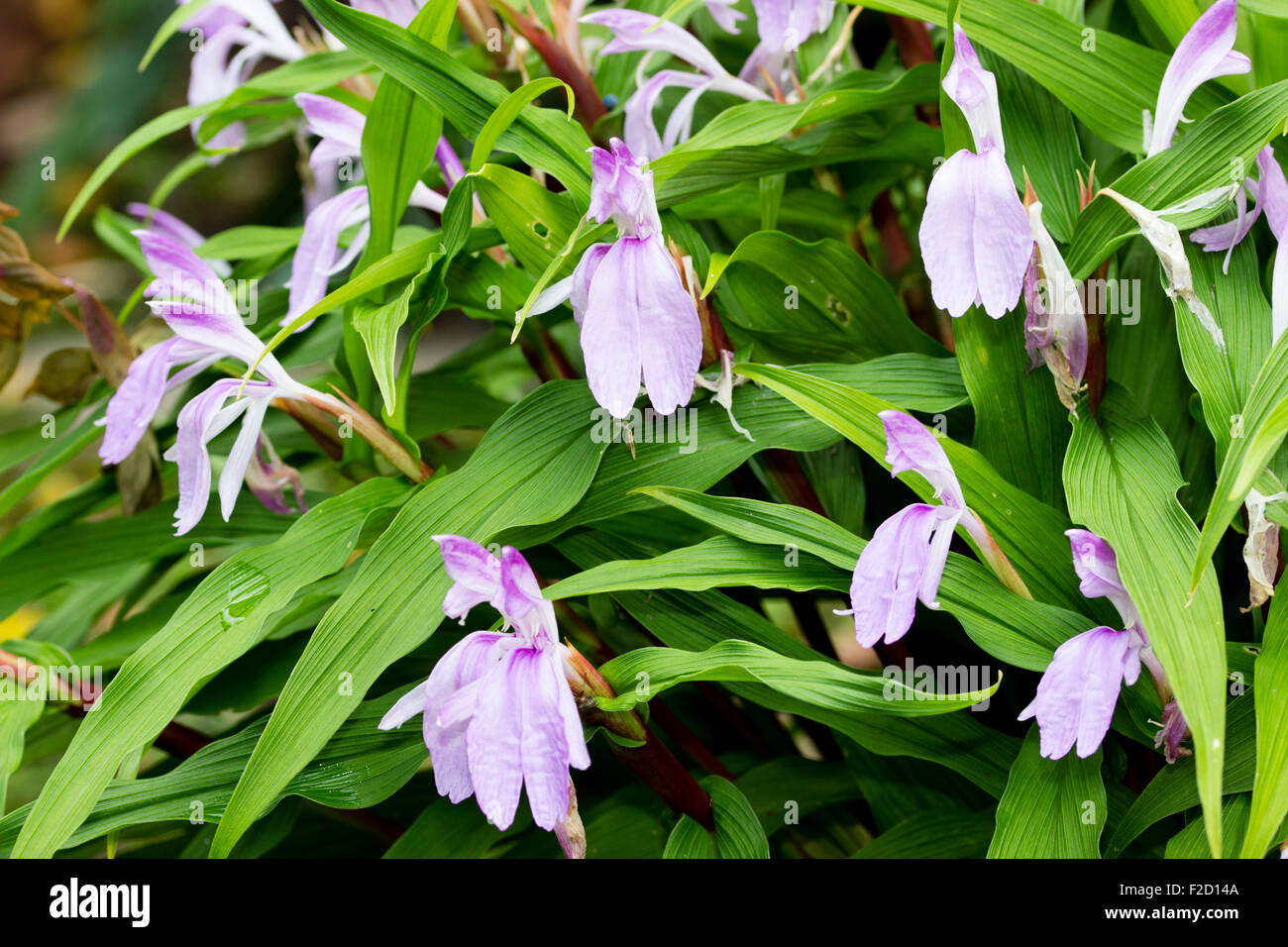 Blooms of the late flowering hardy ginger, Roscoea purpurea 'Vincent ...