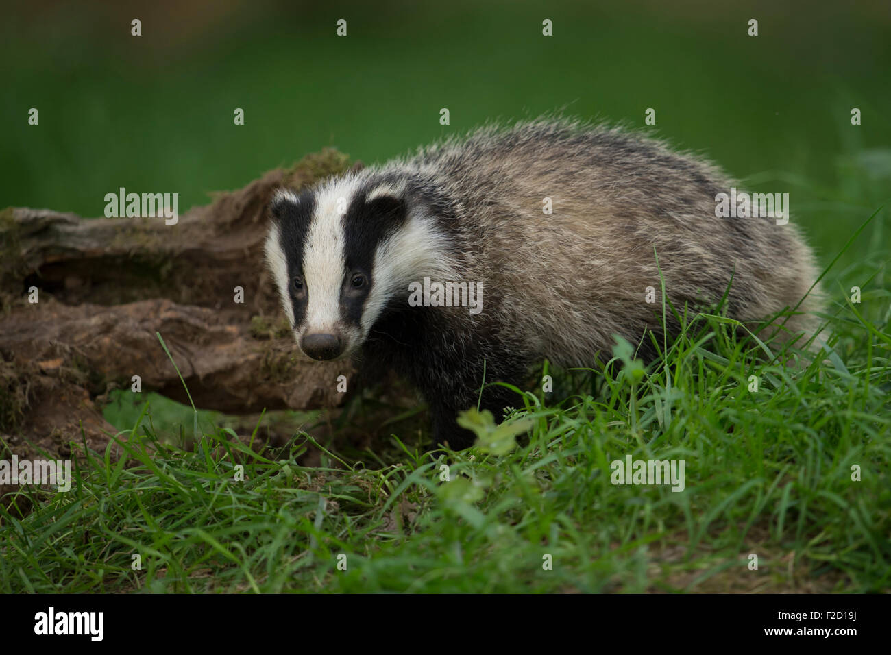 Dachs hi-res stock photography and images - Alamy