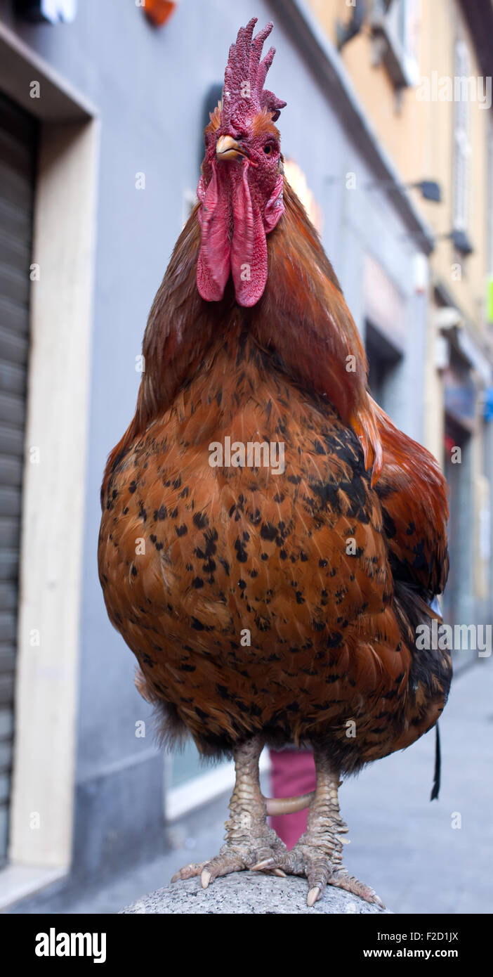 View of old rooster in the street Stock Photo - Alamy