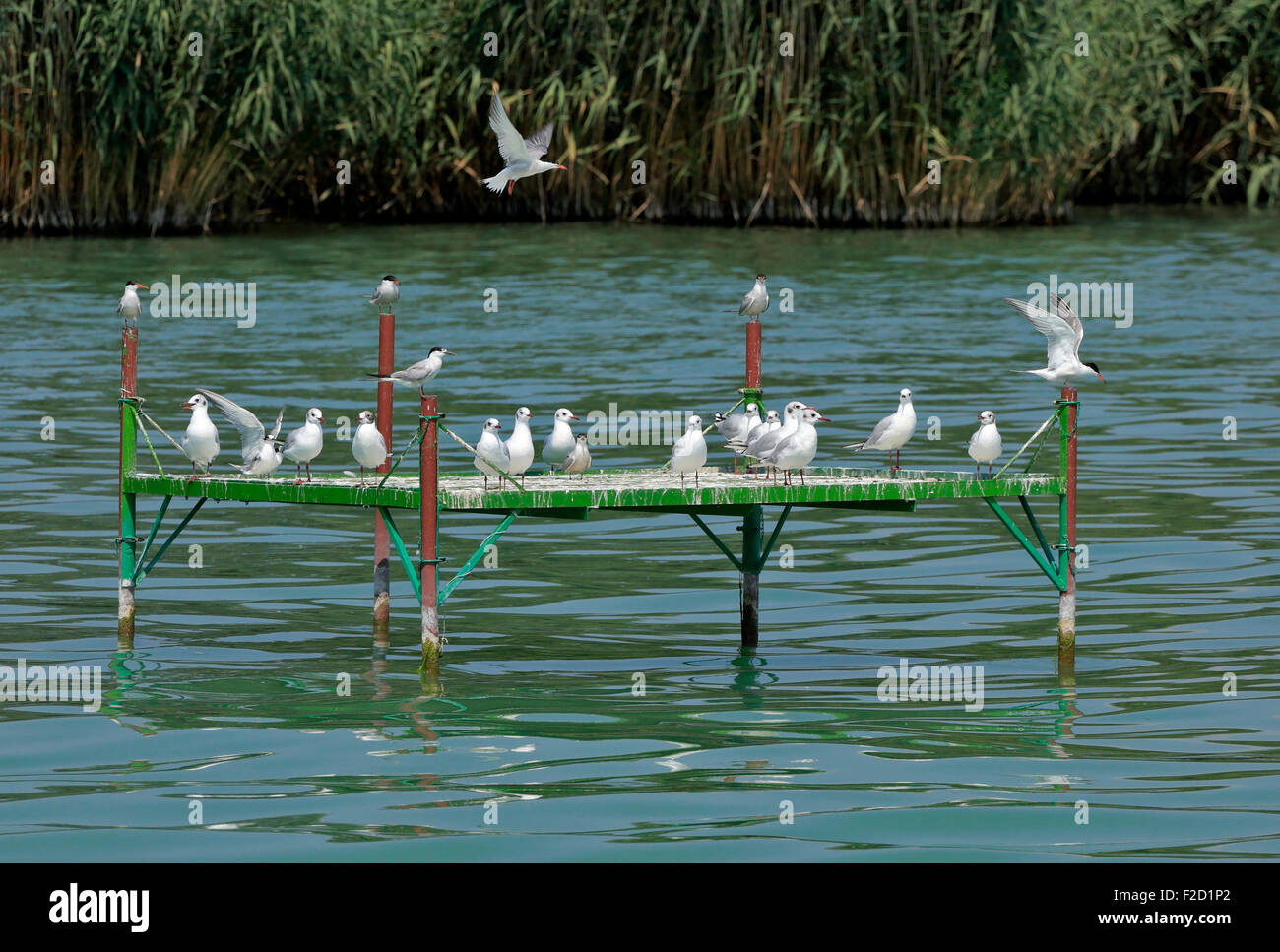 Gulls over Balaton Stock Photo - Alamy