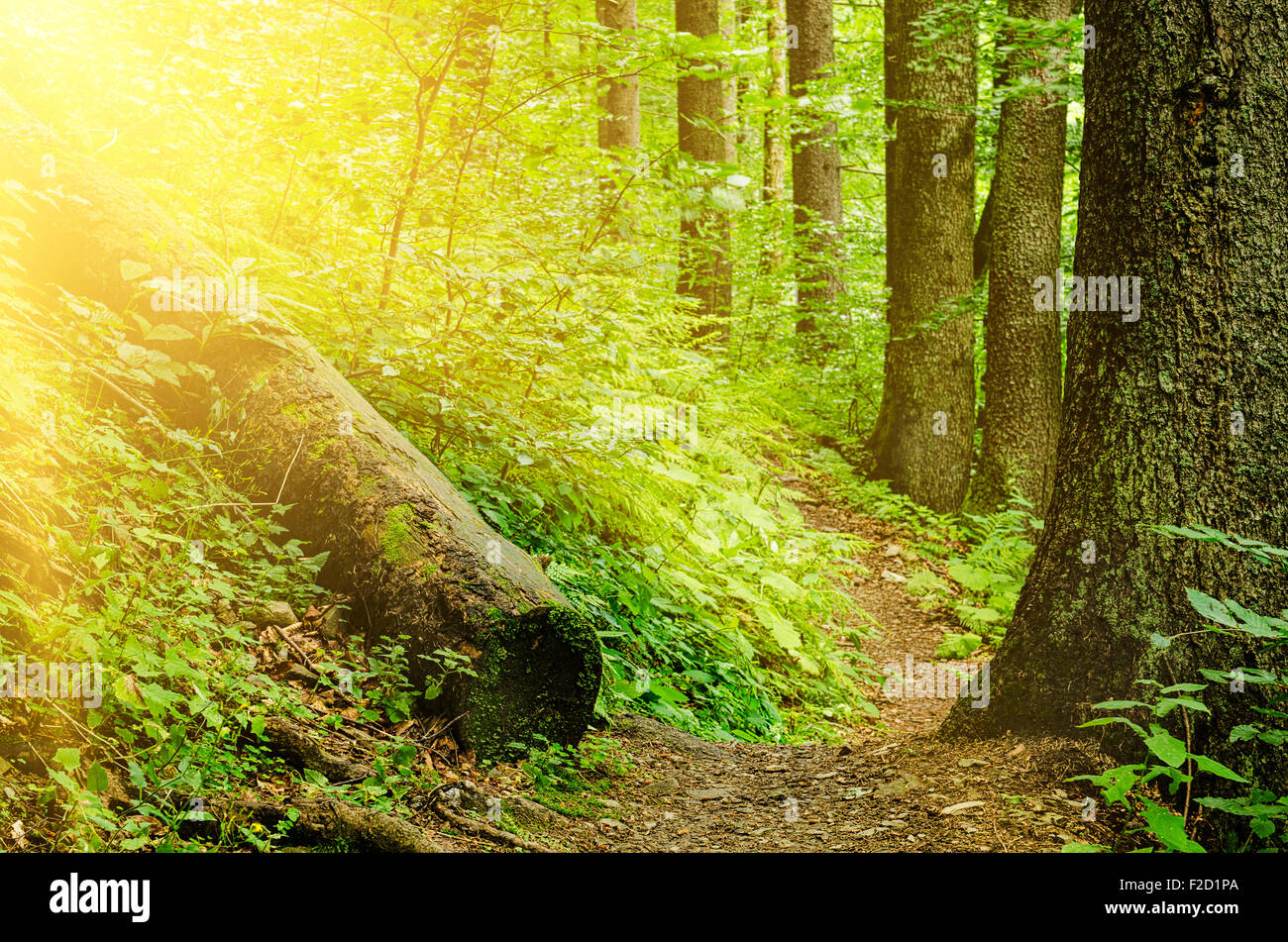 The trail in a forest Stock Photo - Alamy