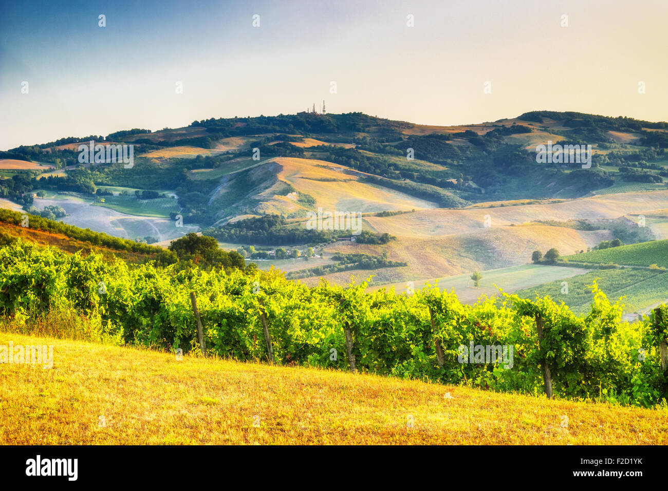 Organic farming in hill - lush vineyards and farmland in the quiet ...