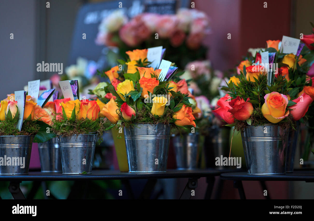 A lot of roses inside the pots Stock Photo - Alamy