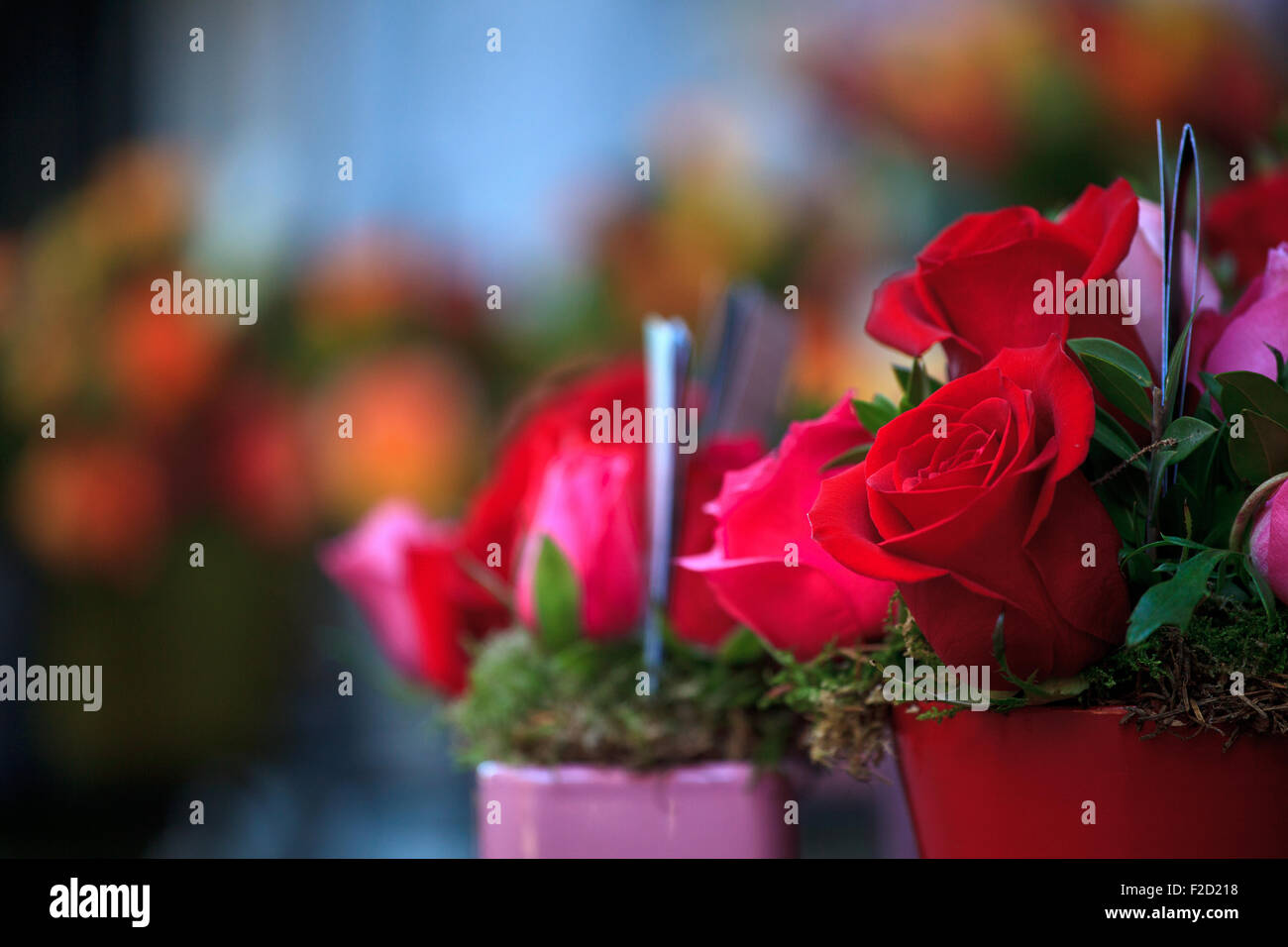 Colorfull roses hi-res stock photography and images - Alamy