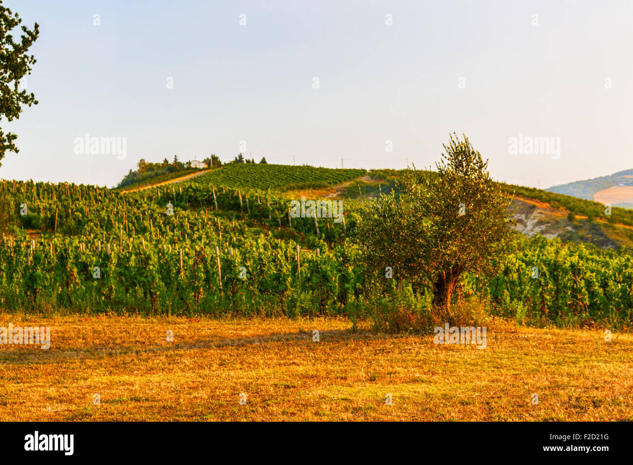 Organic farming in hill - lush vineyards and farmland in the quiet ...
