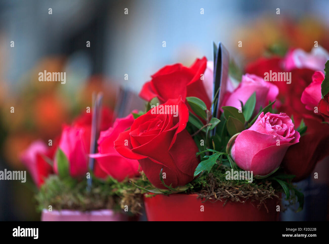A lot of roses inside the pots Stock Photo - Alamy