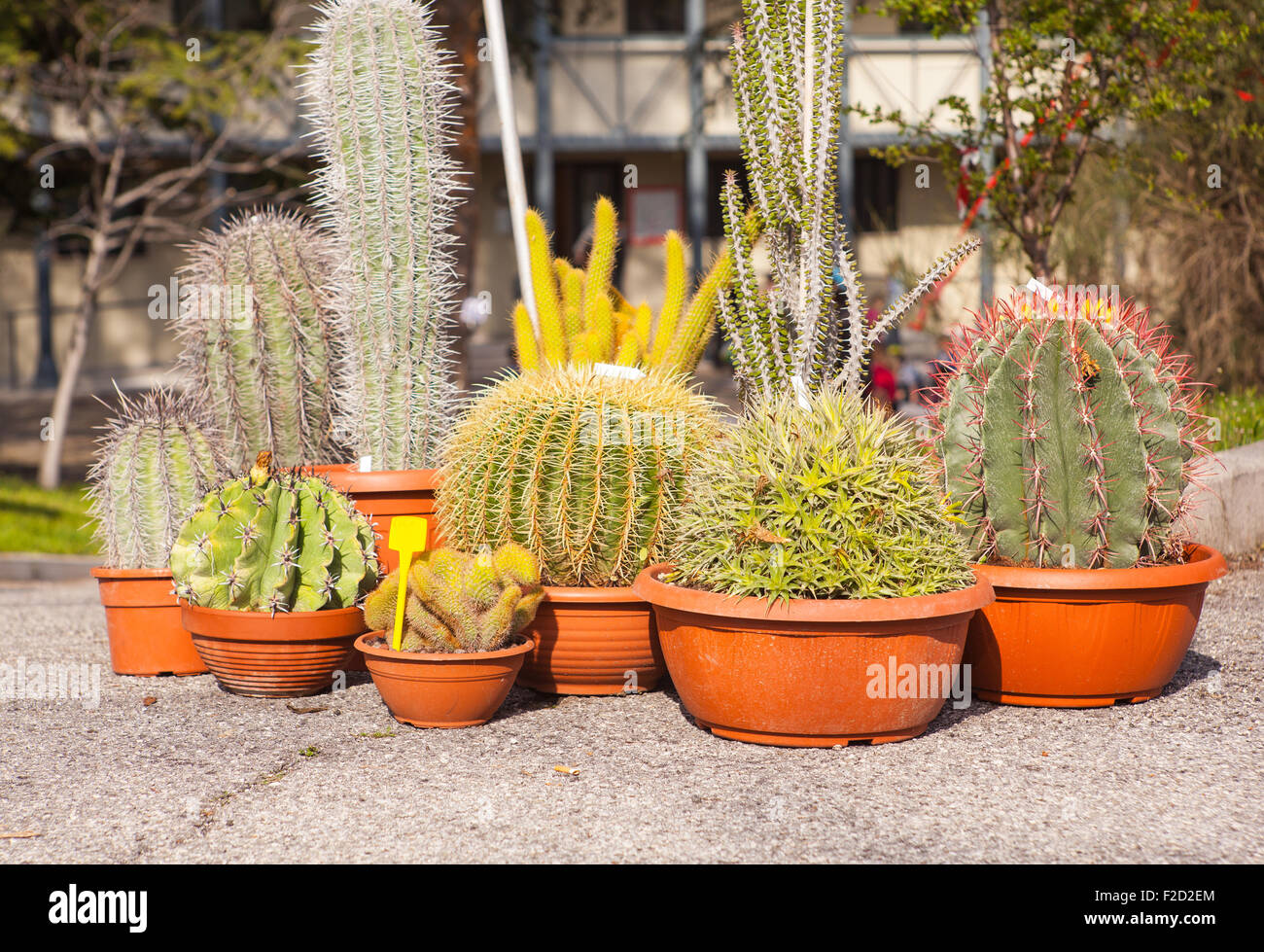 A lot of cactus plant in the pots Stock Photo - Alamy