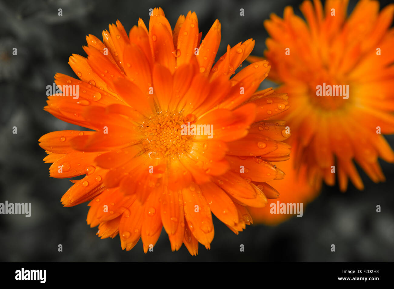 Radiant color of orange exhibited by a blooming flower Stock Photo - Alamy