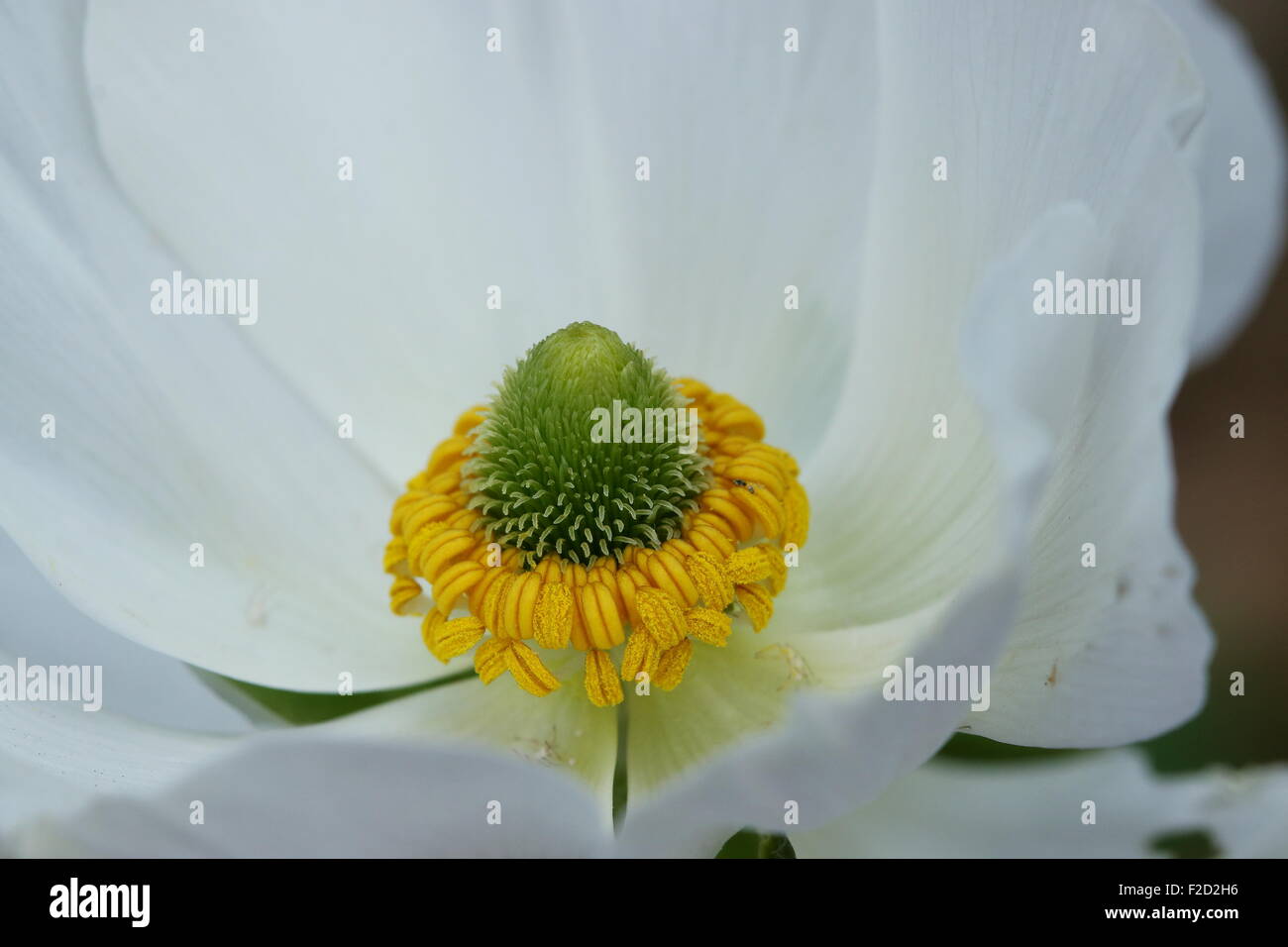 Ranunculus asiaticus white hi-res stock photography and images - Alamy