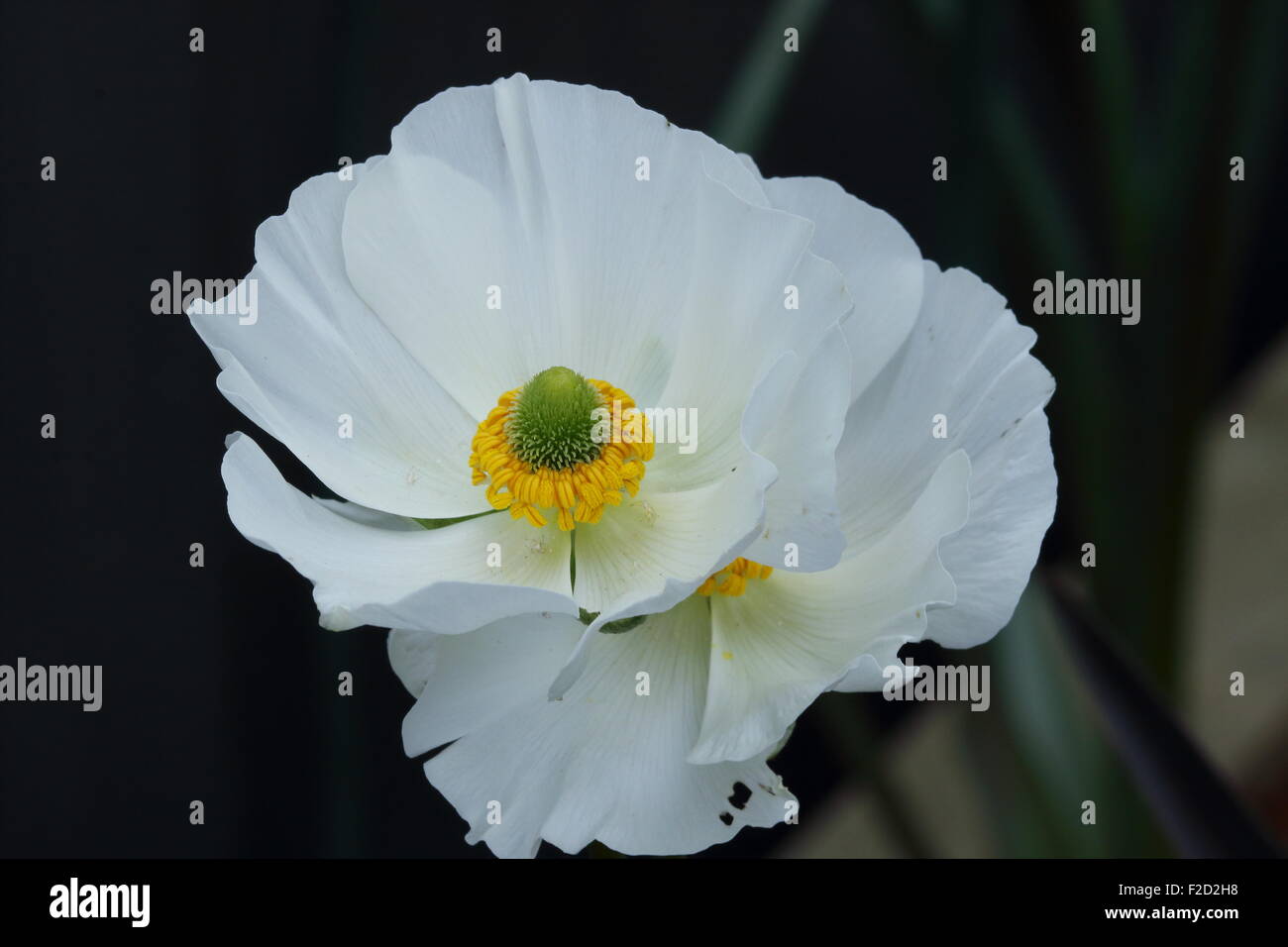 White Ranunculus focusing on the center of the flower Stock Photo - Alamy