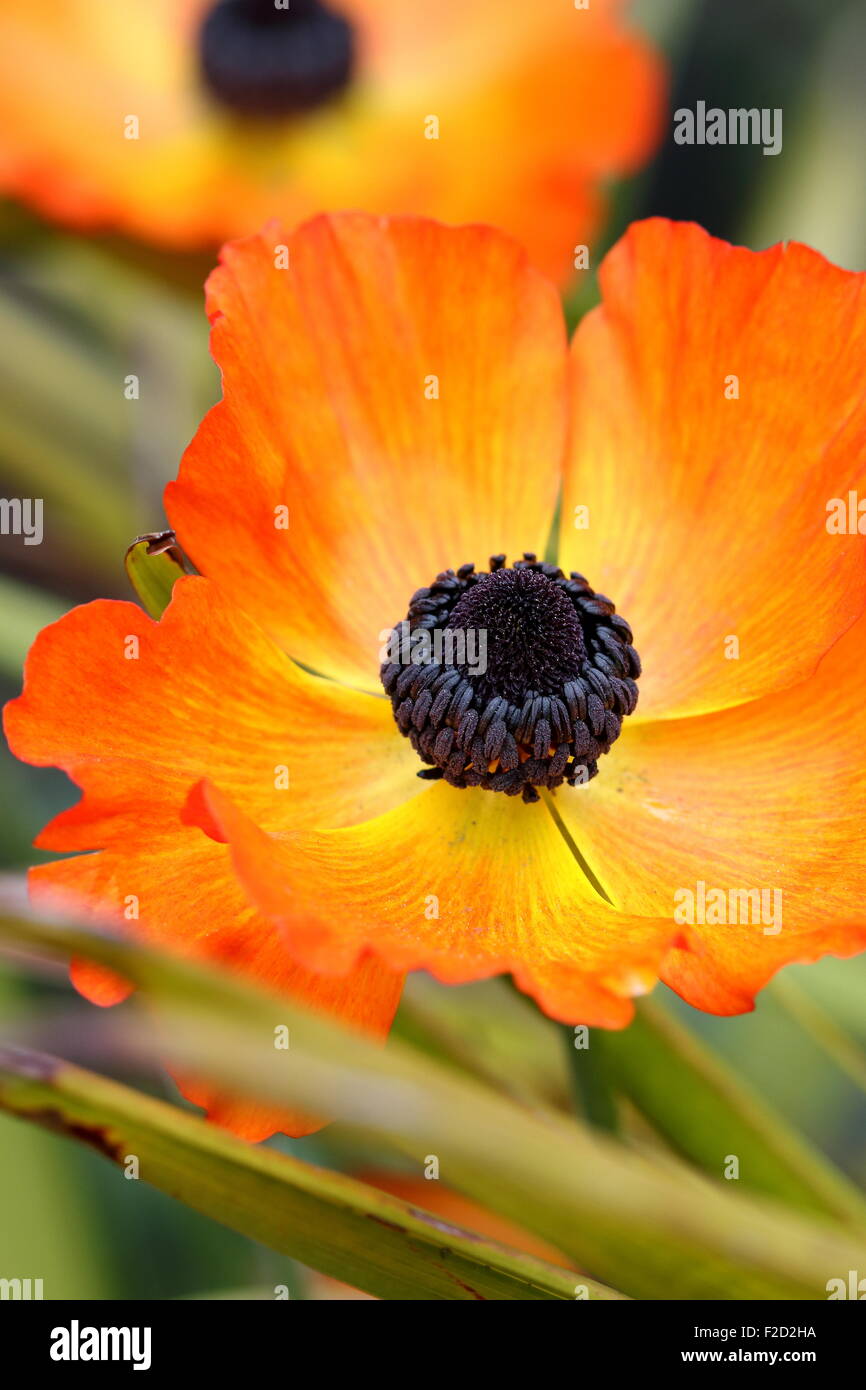 Ranunculus species hi-res stock photography and images - Alamy