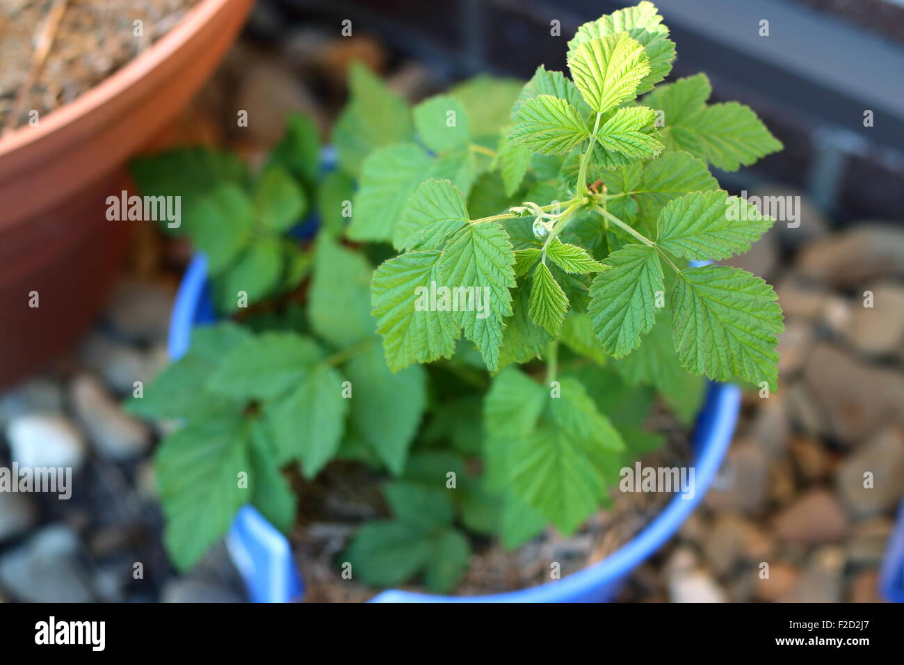 Raspberry seedling hi-res stock photography and images - Alamy