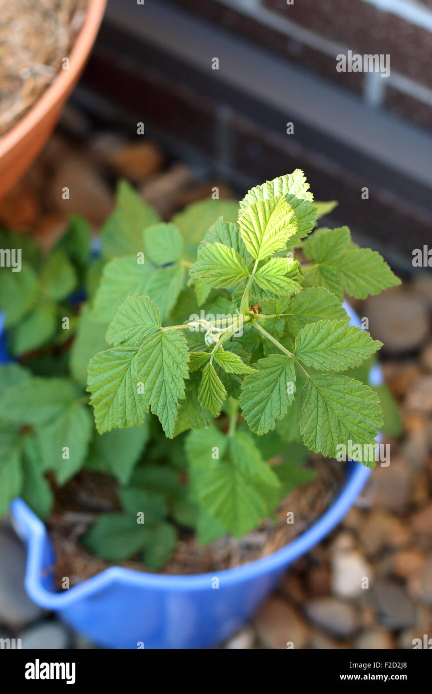 Raspberry seedling hi-res stock photography and images - Alamy
