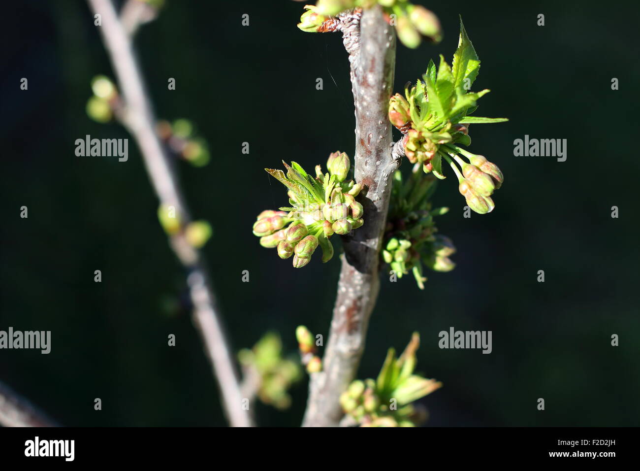 New leaves growing on tree hi-res stock photography and images - Alamy