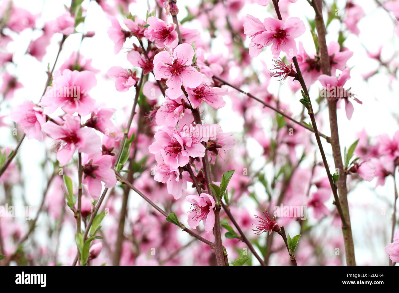 Peach Prunus Persica Branch Leaves High Resolution Stock Photography ...
