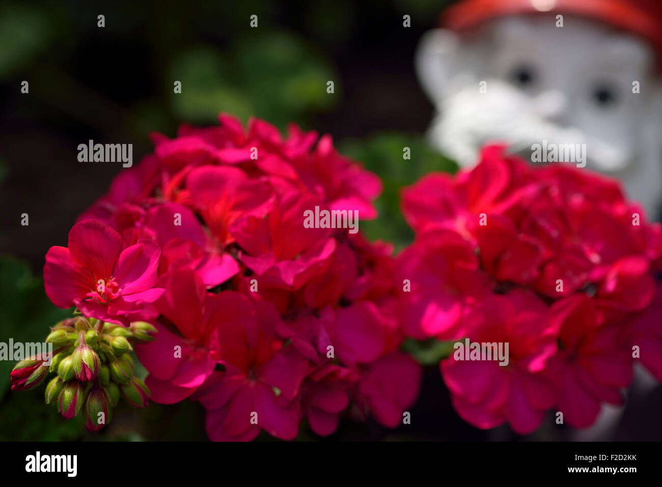 Zonal pelargonium hi-res stock photography and images - Alamy