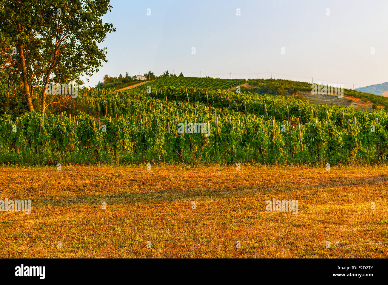 Organic farming in hill - lush vineyards and farmland in the quiet ...