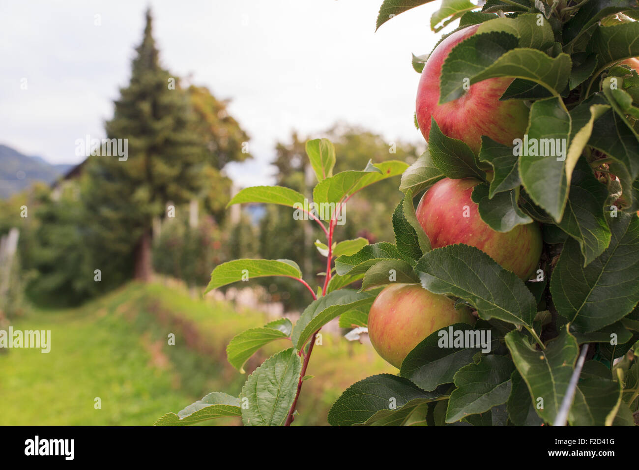 View of Trentino red apples cultivation, Italy Stock Photo - Alamy