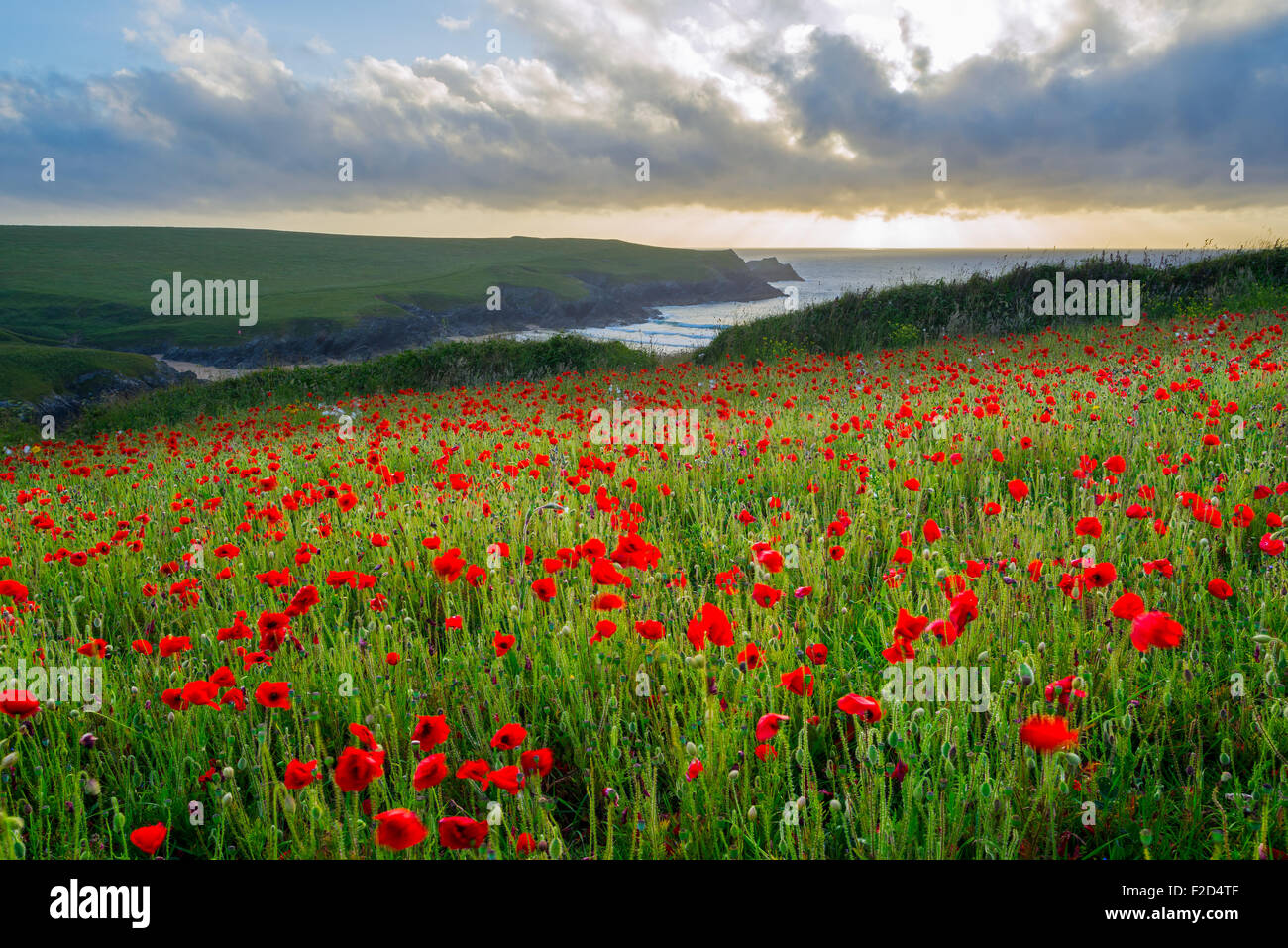 Sunset over a Field of Poppies and wild flowers above Porth Joke beach ...