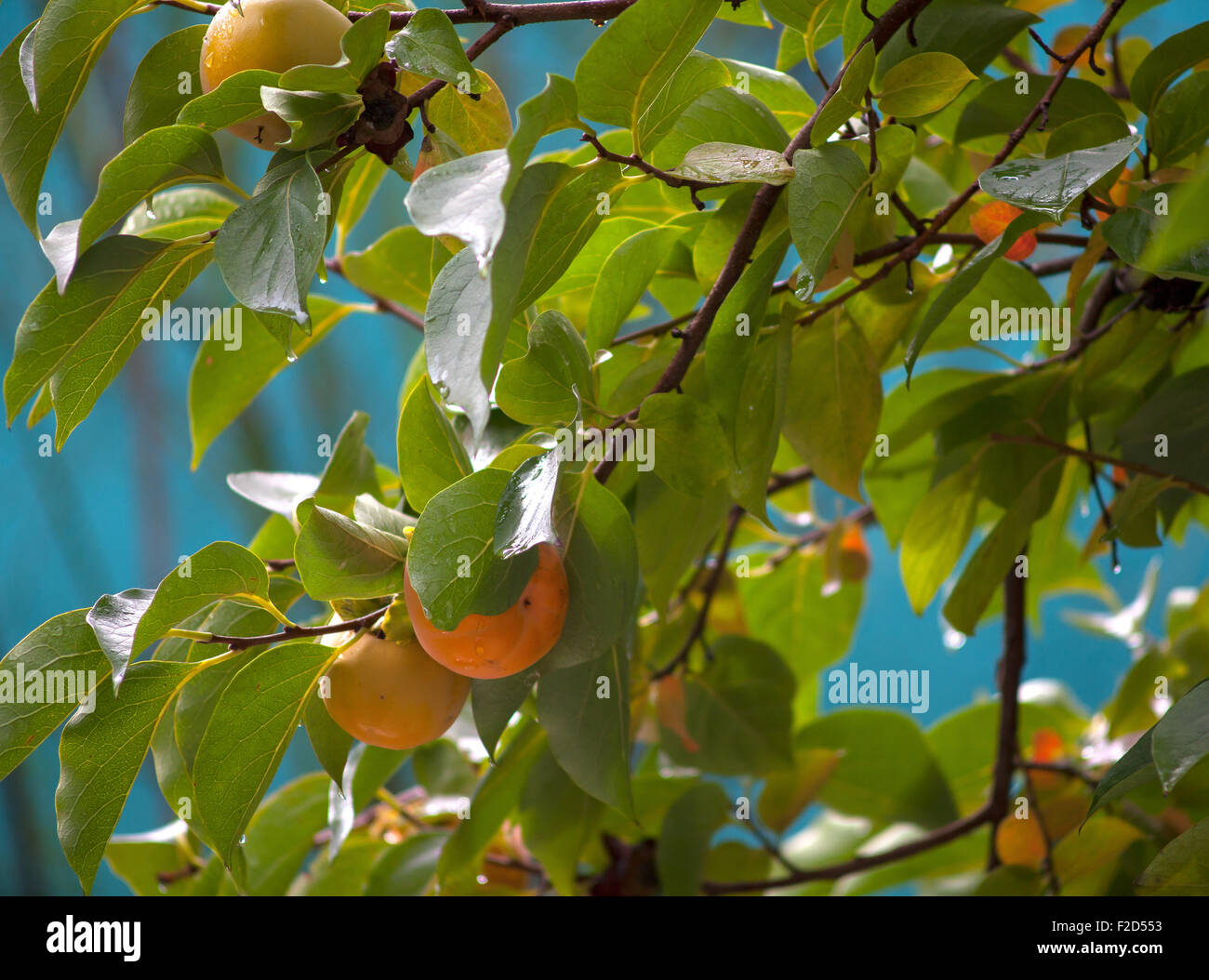 View of Persimmons on the tree Stock Photo - Alamy