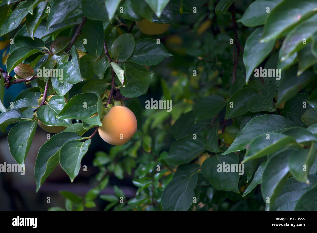 View of Persimmons on the tree Stock Photo - Alamy
