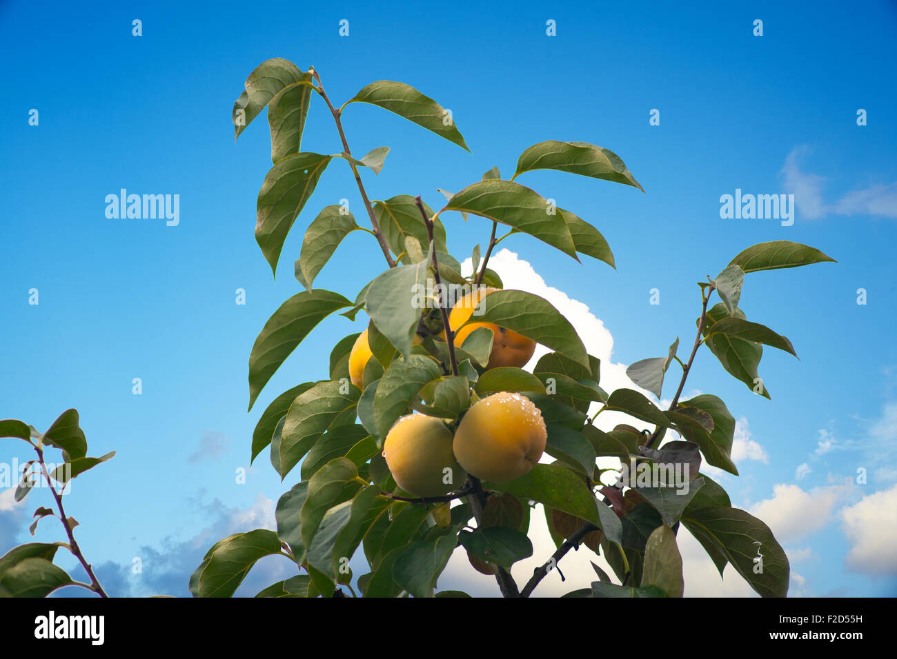 View of Persimmons on the tree Stock Photo - Alamy
