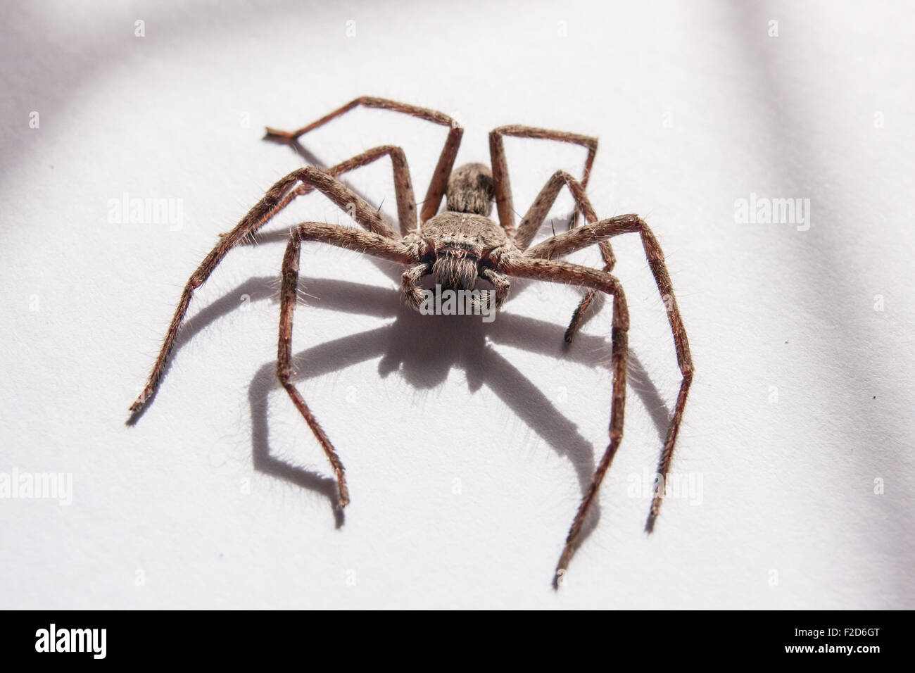 Portrait of Australian Huntsman isolated on white background Stock ...