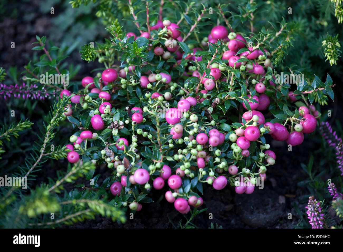 cranberries red berries background nature. Selective focus Stock Photo ...