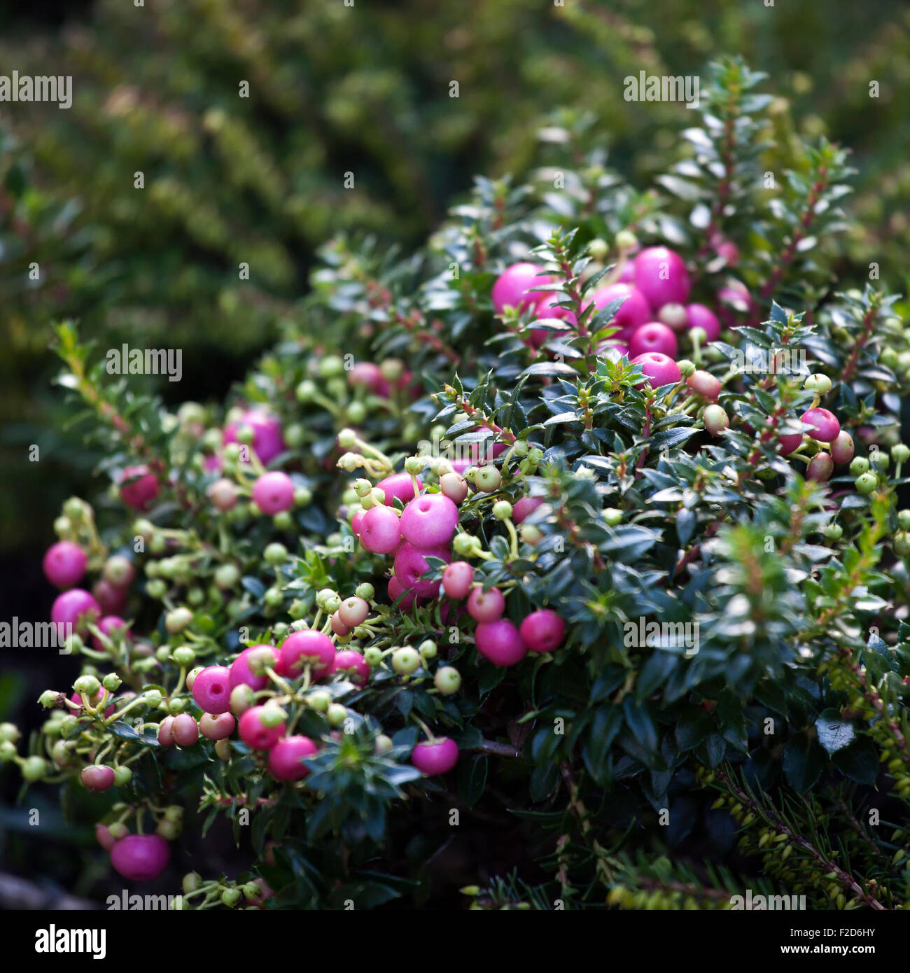 cranberries red berries background nature. Selective focus Stock Photo ...