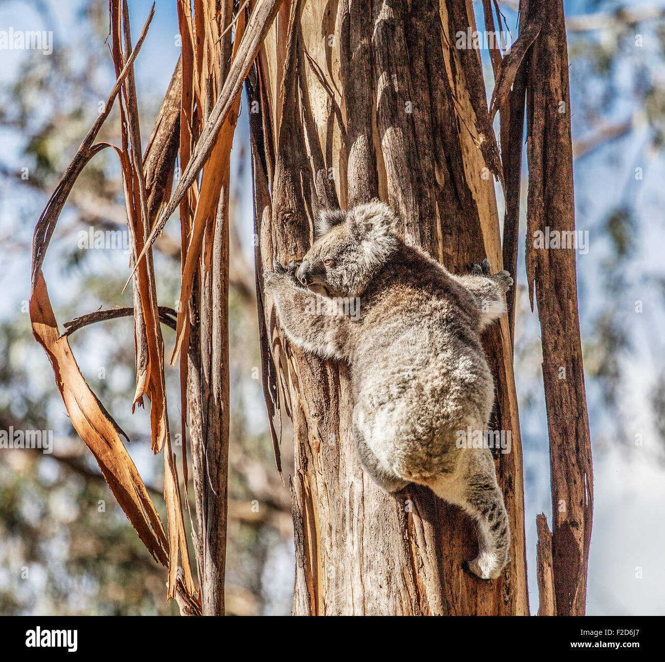 Koala climbing tree hi-res stock photography and images - Alamy