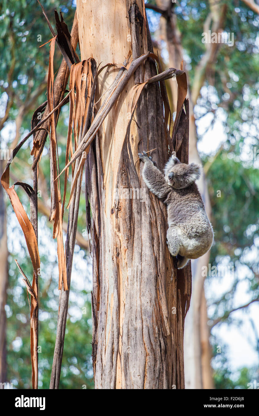 Koala bear climbing up the tree in Victoria, Australia Stock Photo - Alamy