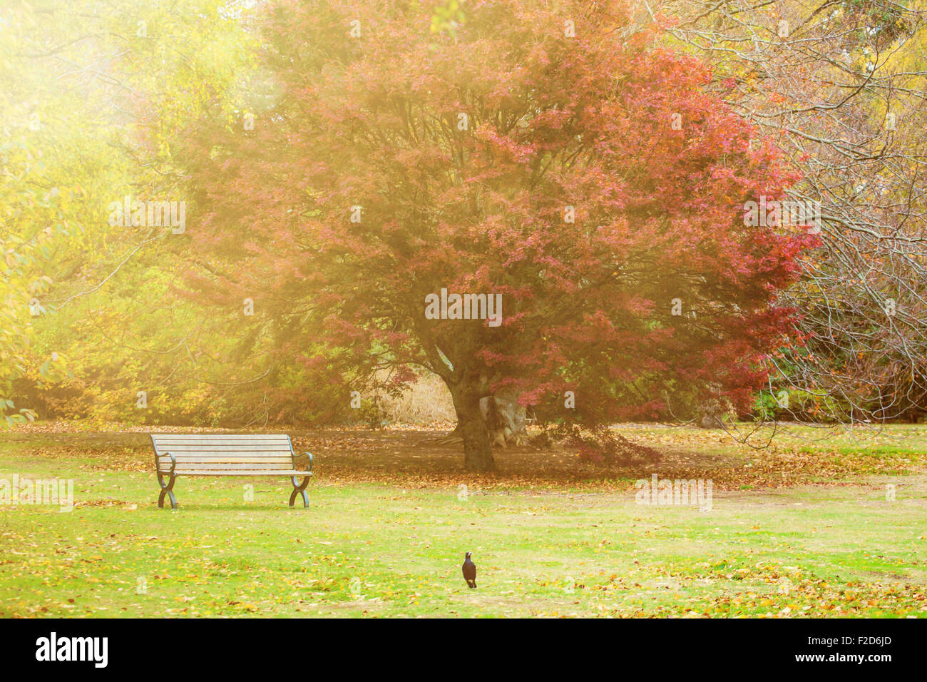 Autumn scene with an empty bench, tree, and a bird Stock Photo - Alamy