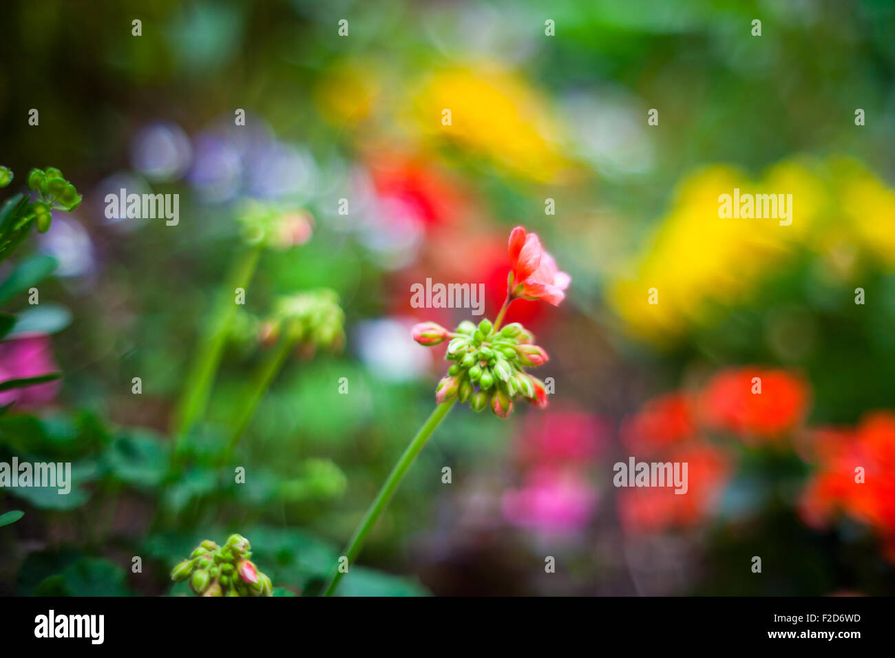 Nice flowers hi-res stock photography and images - Alamy