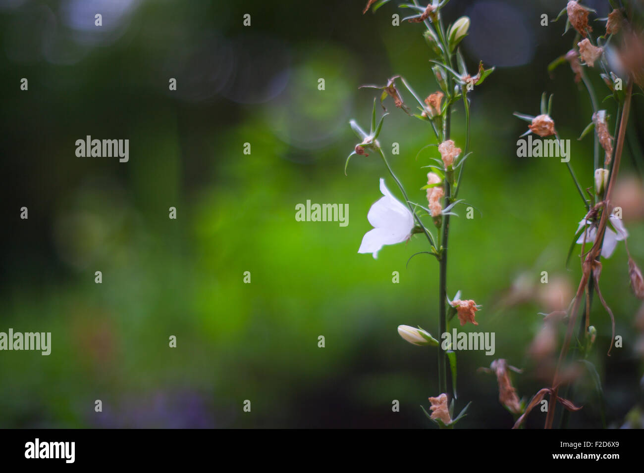Nice flowers hi-res stock photography and images - Alamy